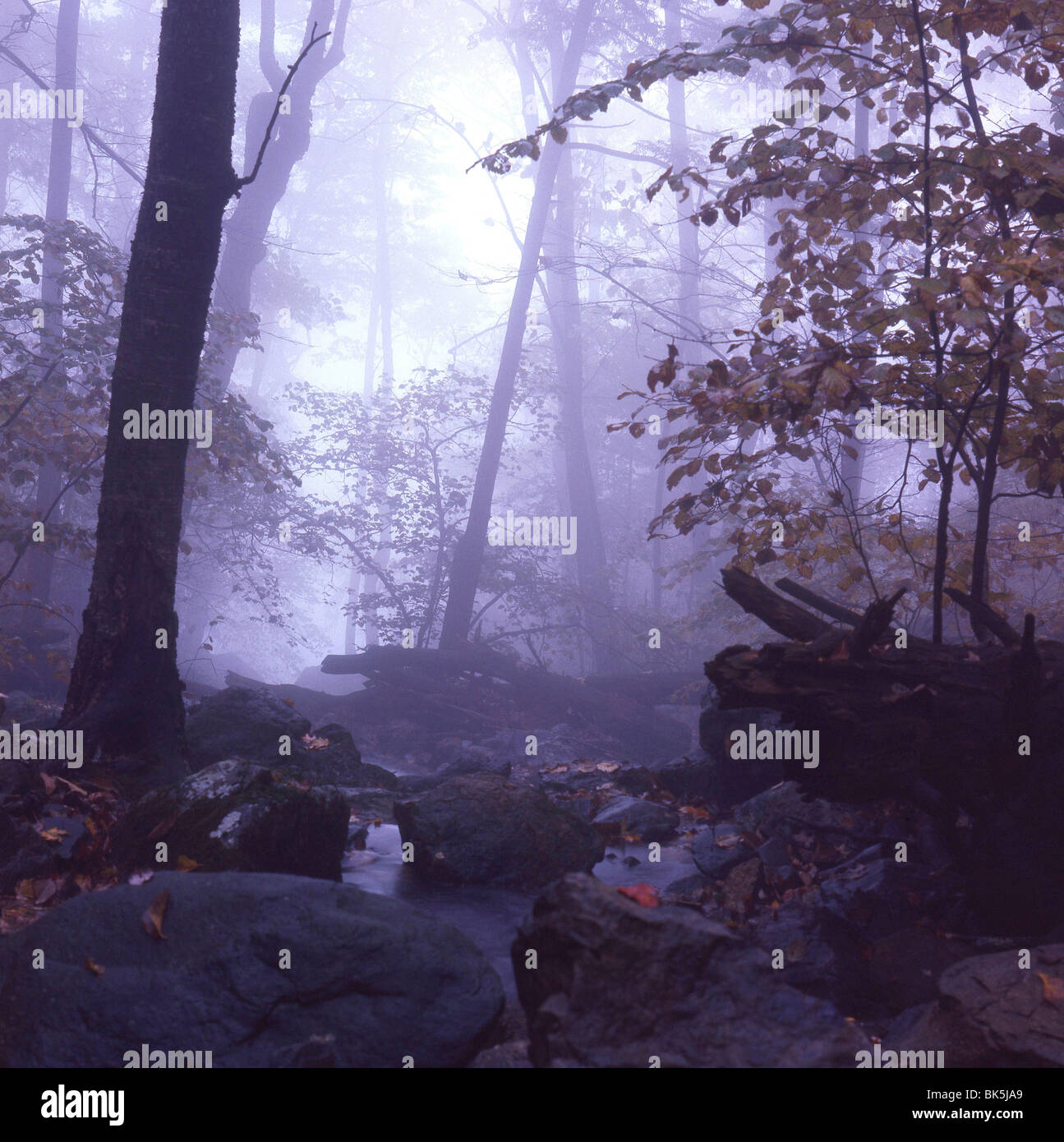 Trees in a forest, Blue Ridge Mountains, Virginia, USA Stock Photo - Alamy