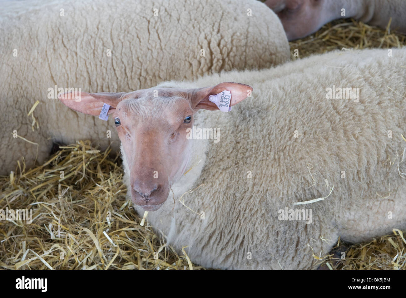 Rouge Sheep High Resolution Stock Photography and Images - Alamy