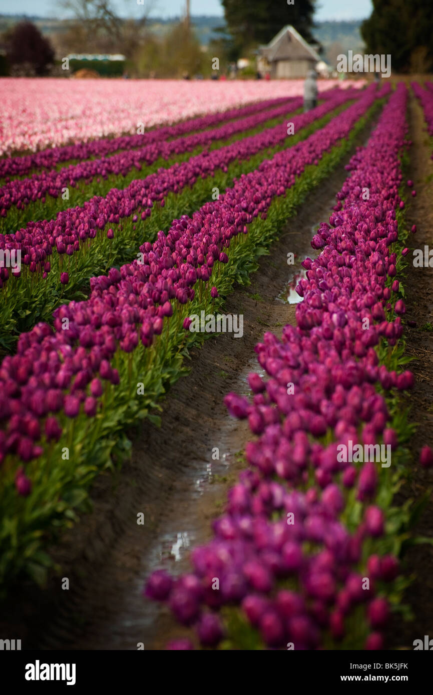 At the RoozenGaarde tulip fields, the flowers are in full springtime ...