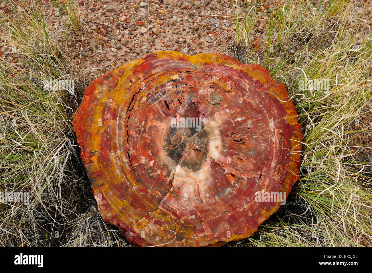 Petrified tree trunk hi-res stock photography and images - Alamy
