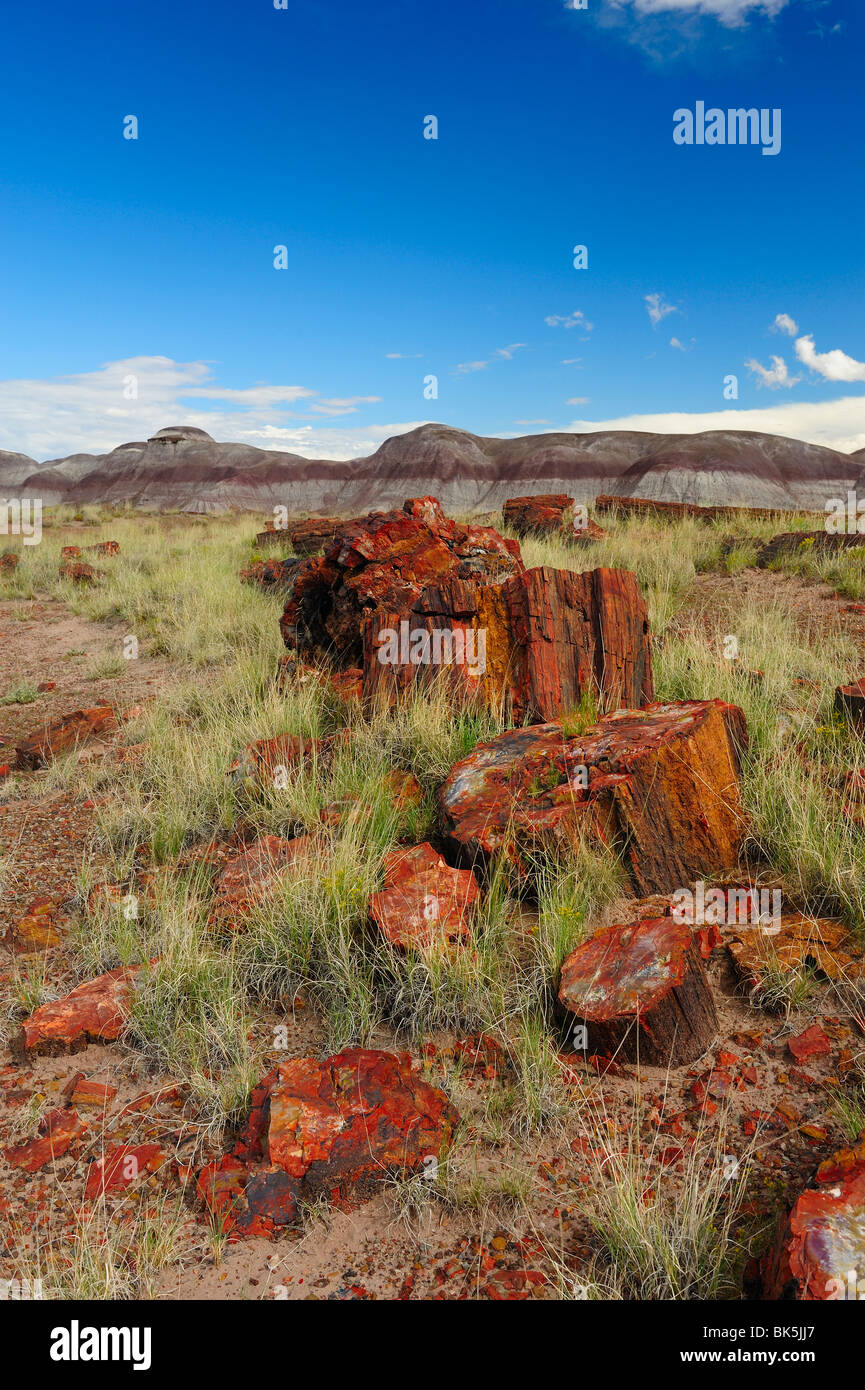 Petrified trees hi-res stock photography and images - Alamy