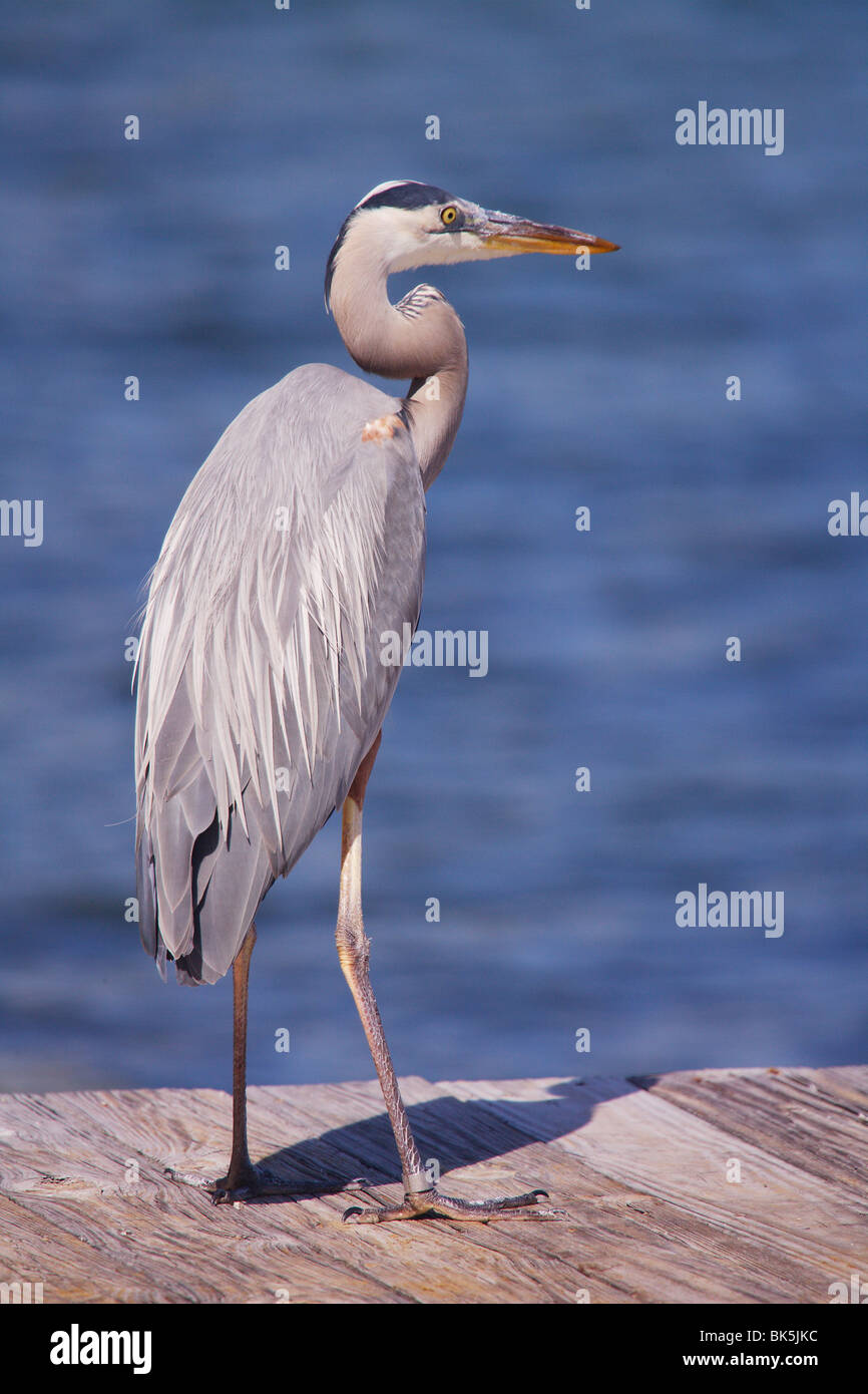 Common beach bird hi-res stock photography and images - Alamy