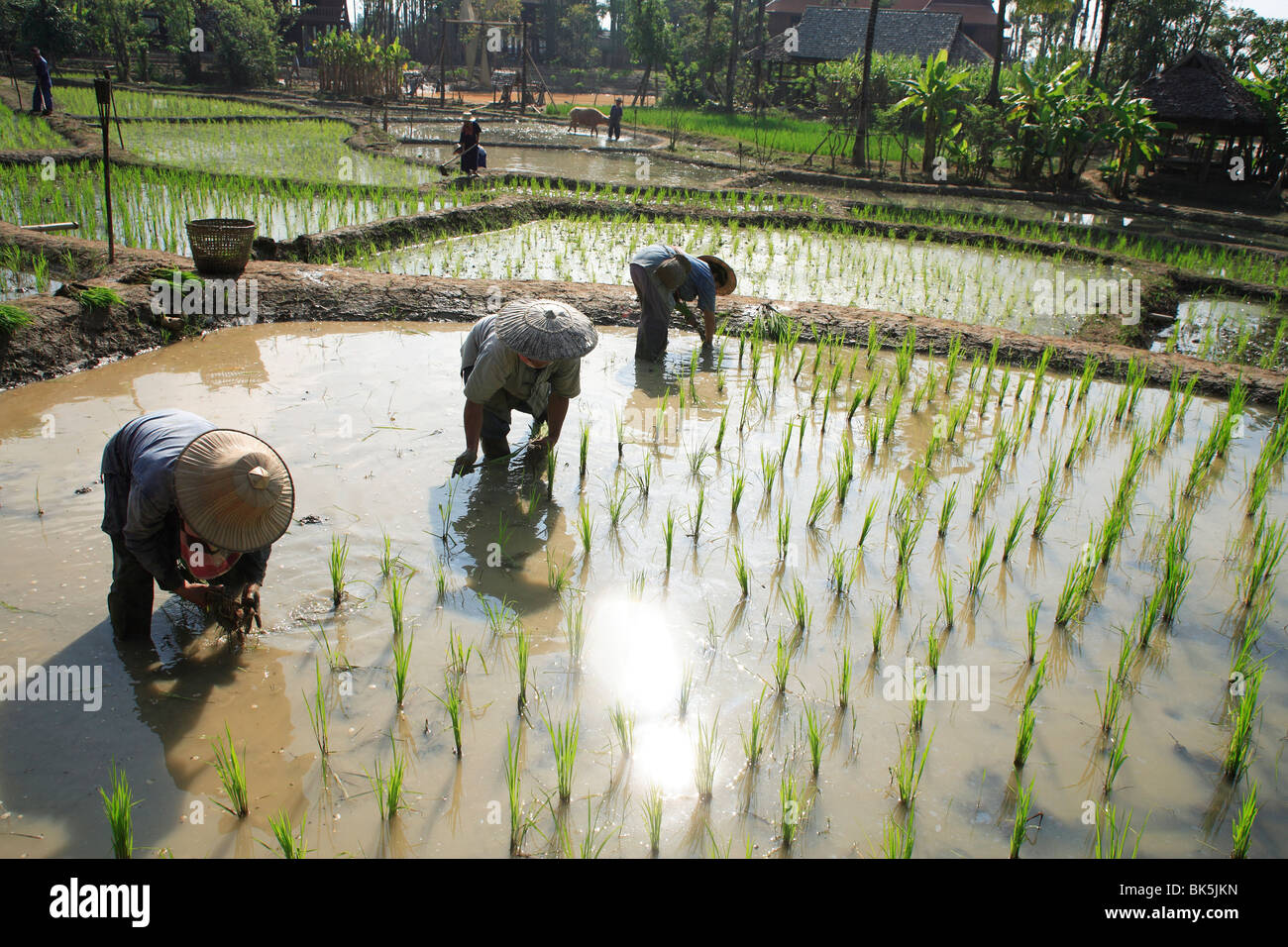 Planting rice, rice fields, Northern Thailand, Thailand, Southeast Asia ...