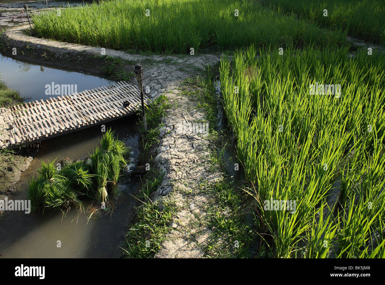 Rice fields, Thailand, Southeast Asia, Asia Stock Photo - Alamy
