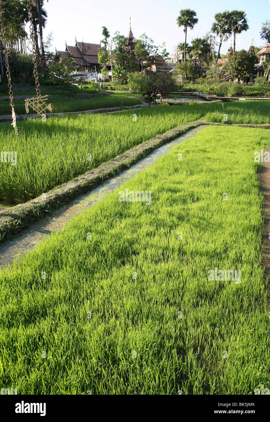 Rice fields, Thailand, Southeast Asia, Asia Stock Photo - Alamy