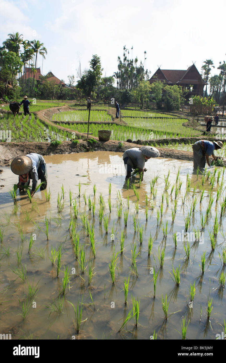 Planting rice, rice fields, Thailand, Southeast Asia, Asia Stock Photo ...