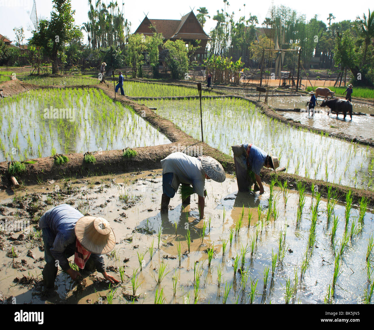 Planting rice, rice fields, Thailand, Southeast Asia, Asia Stock Photo ...