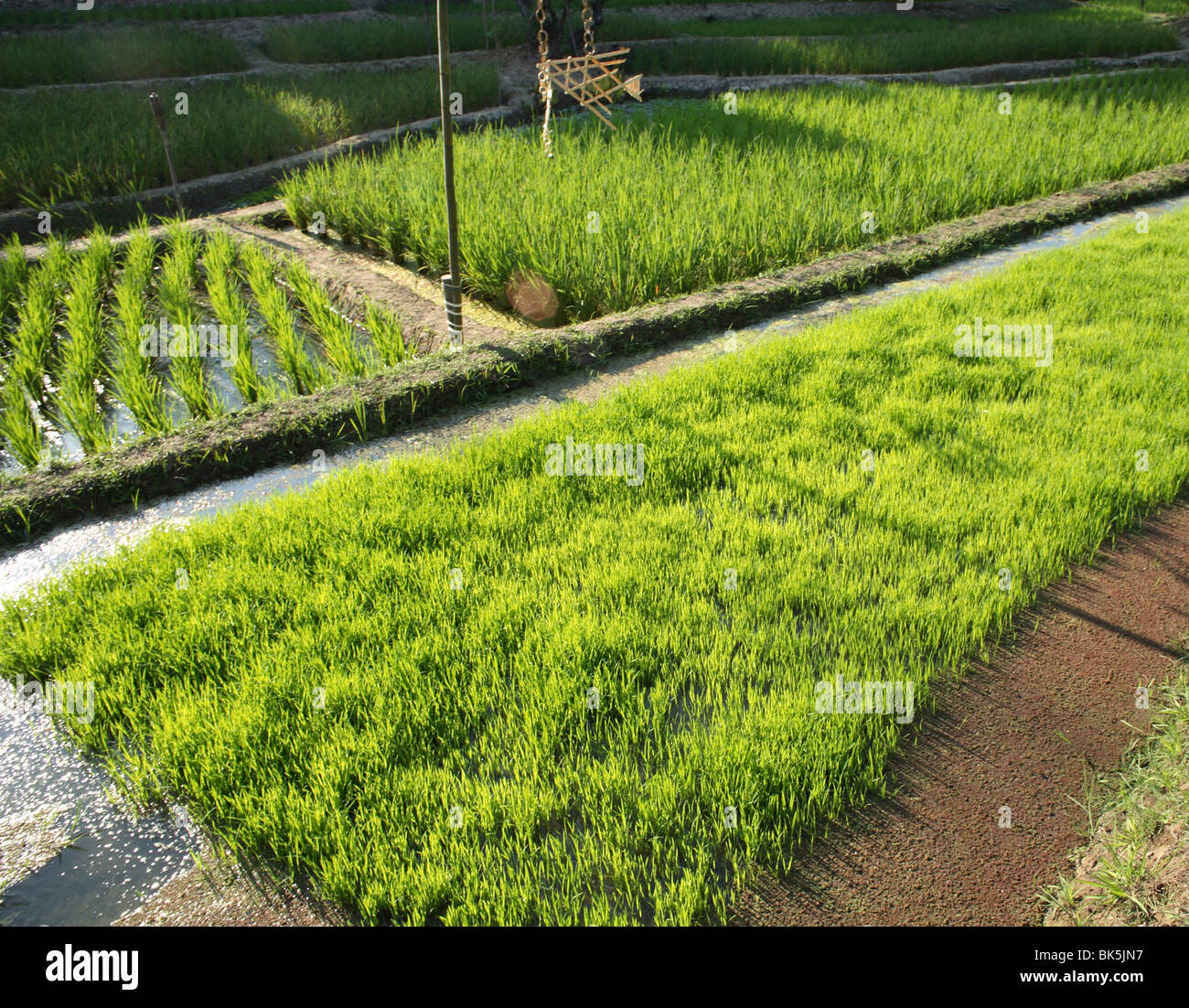 Rice field thailand hi-res stock photography and images - Alamy
