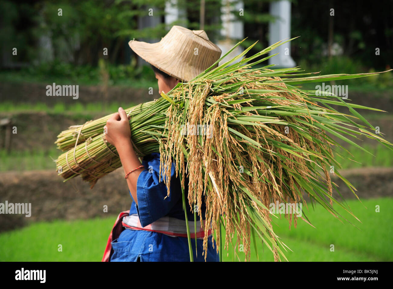 Rice farmer in Thailand, Southeast Asia, Asia Stock Photo - Alamy