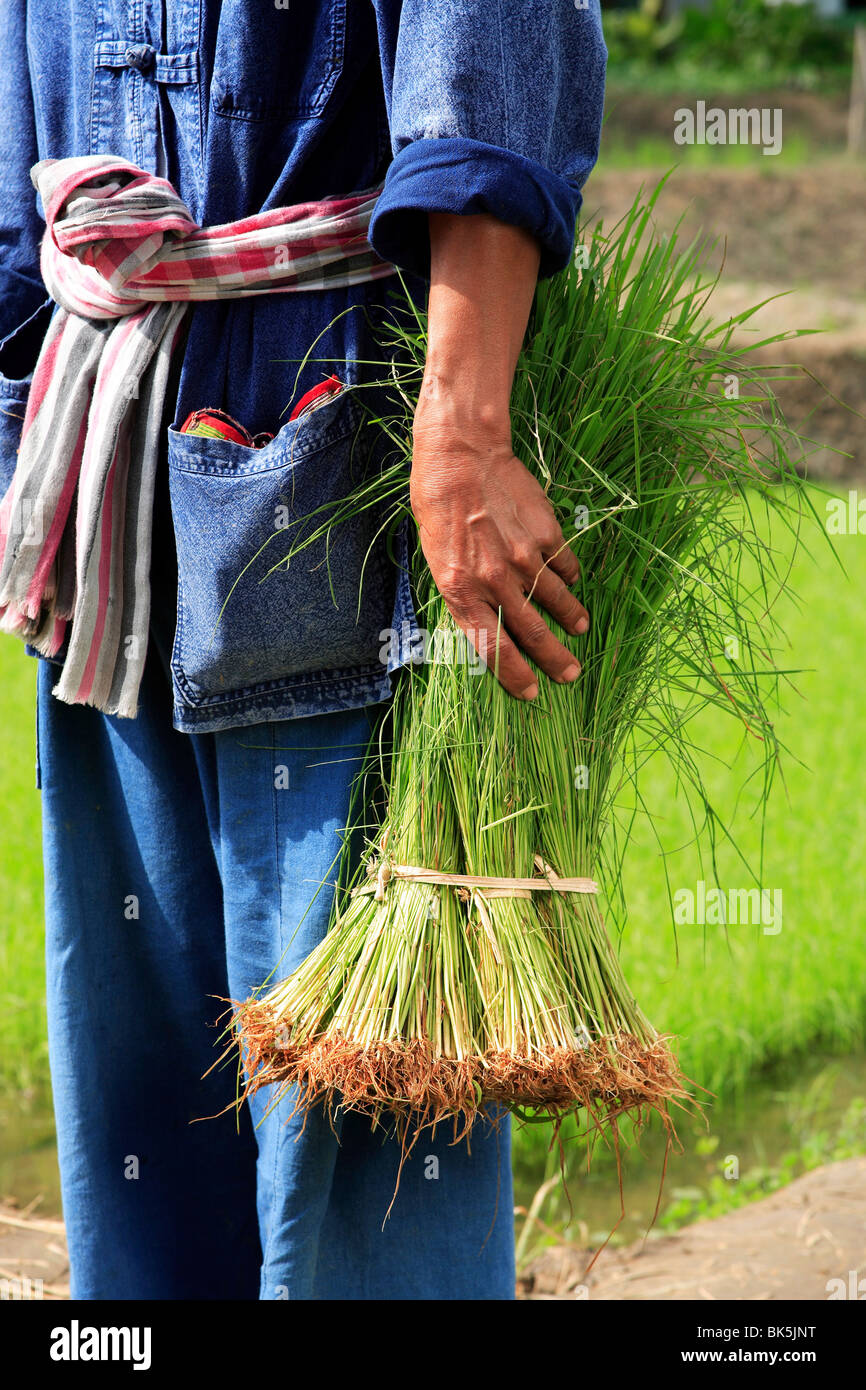 Rice farmers in Thailand, Southeast Asia, Asia Stock Photo - Alamy