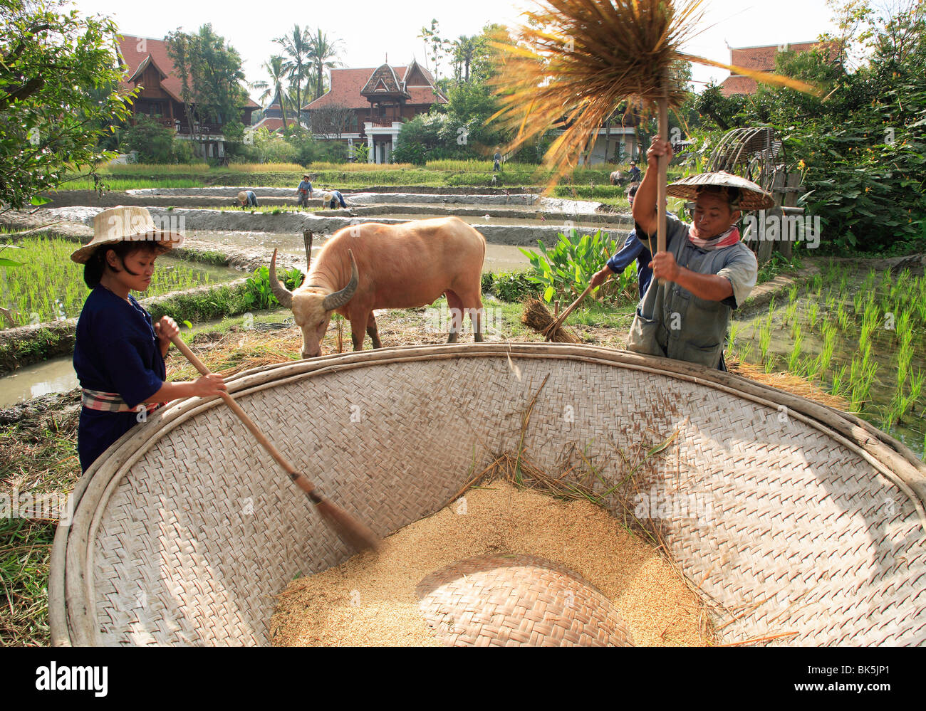Rice farmers in Thailand, Southeast Asia, Asia Stock Photo - Alamy
