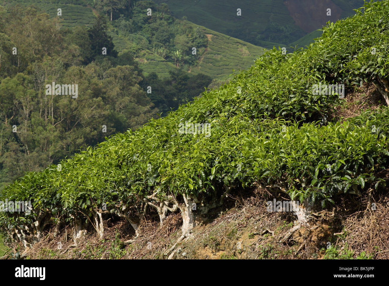 View of BOH Tea Plantation, Cameron Highlands, Malaysia, Southeast Asia ...