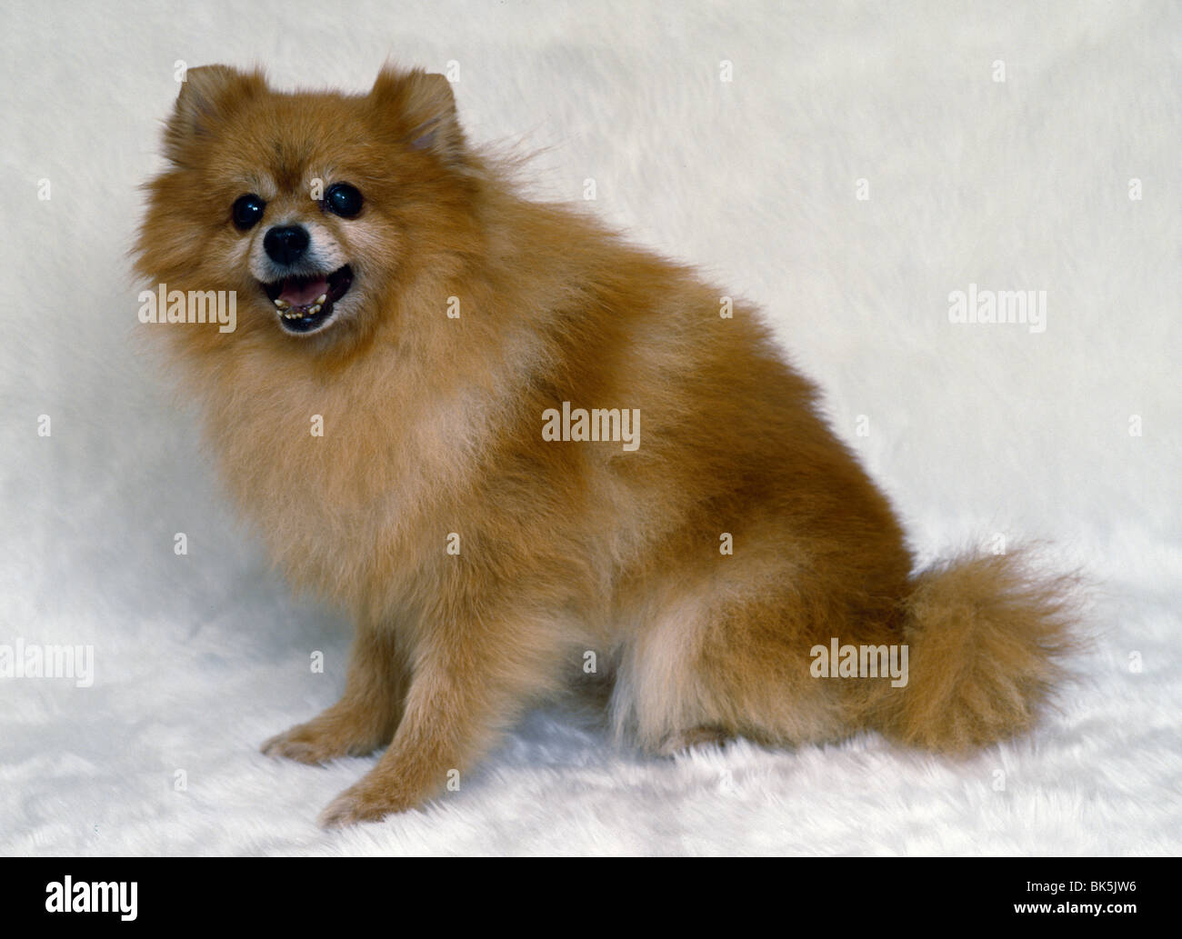 Portrait of Pomeranian dog Stock Photo - Alamy