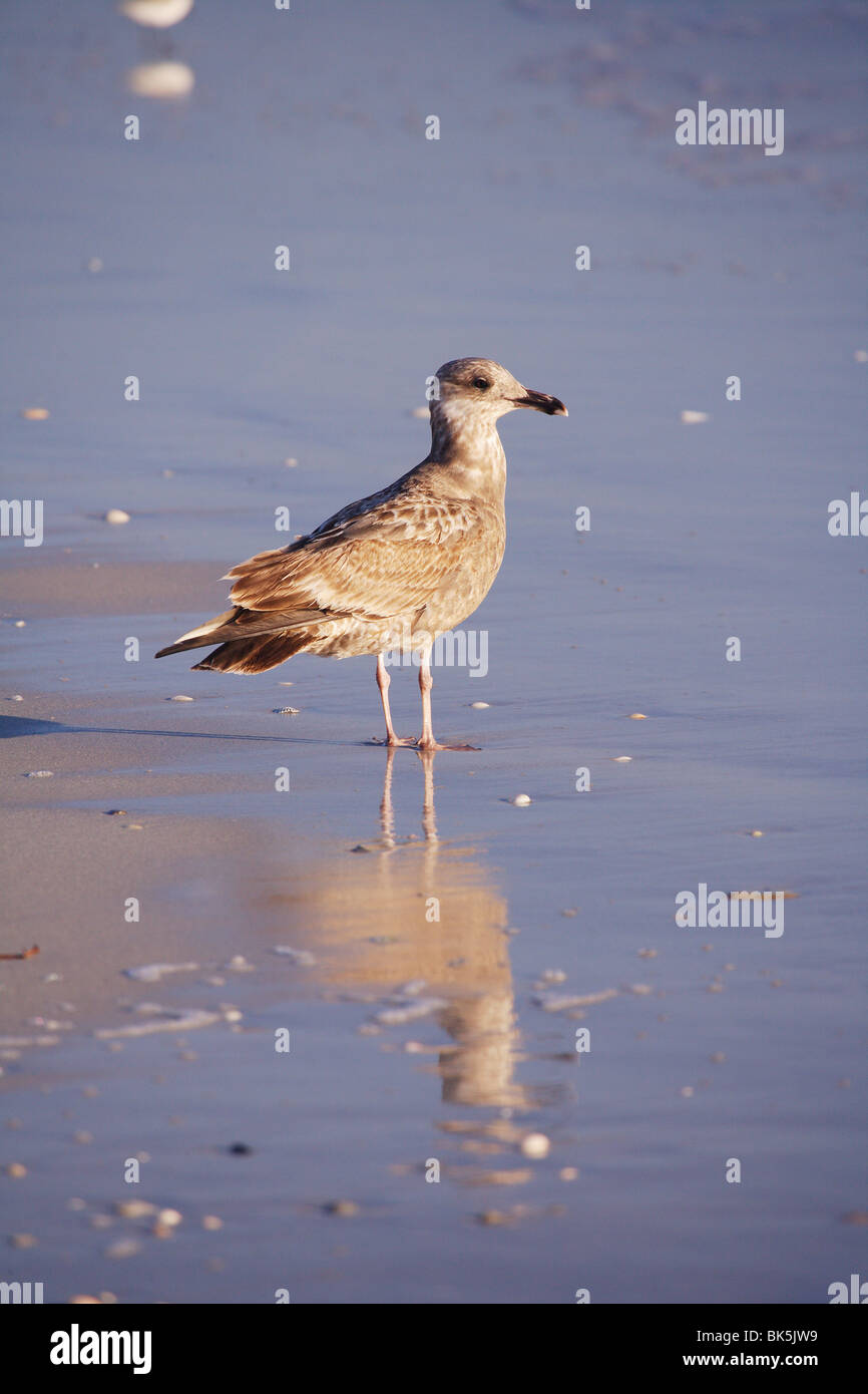 COMMON SHORE BIRD GULL STANDING ON BEACH IN SURF Stock Photo - Alamy