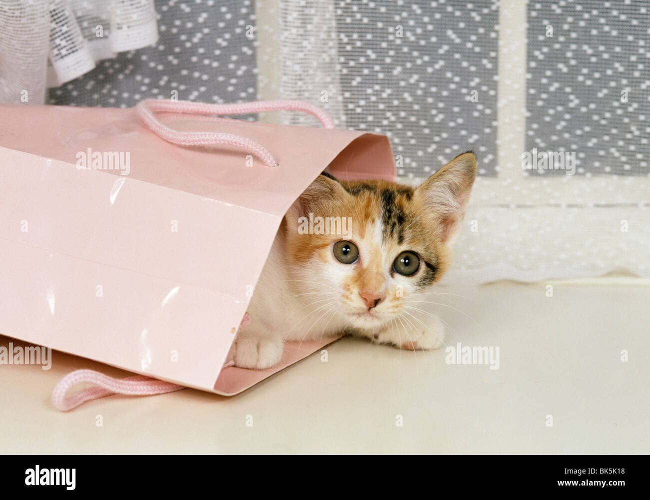 Cat in pink bag hi-res stock photography and images - Alamy