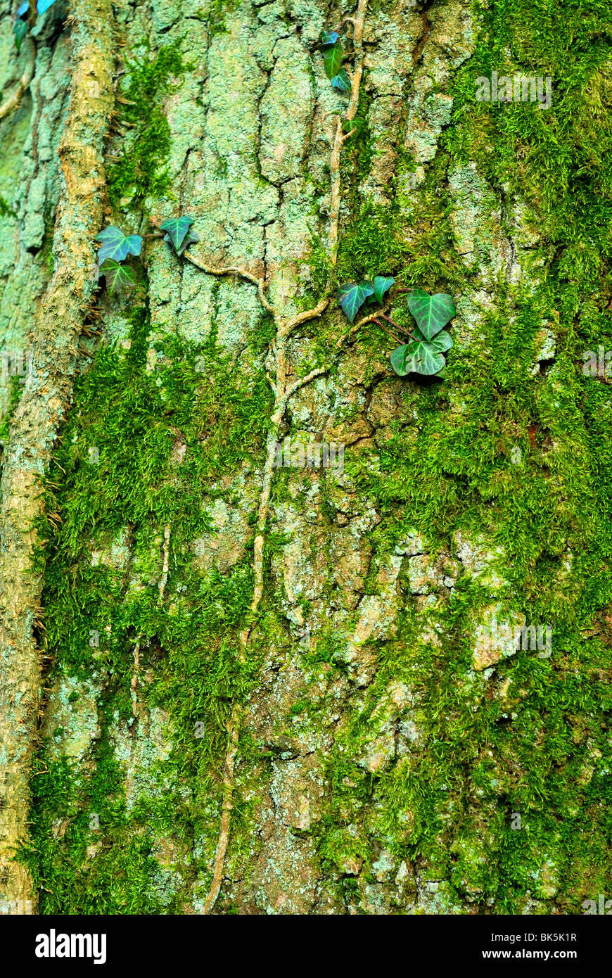 Ivy clinging to tree trunk Stock Photo - Alamy