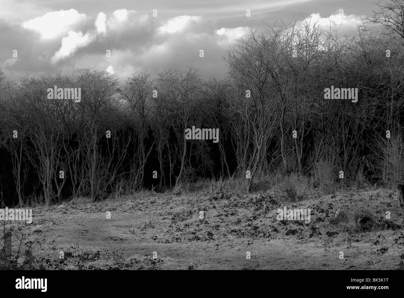 Dense scrub hi-res stock photography and images - Alamy