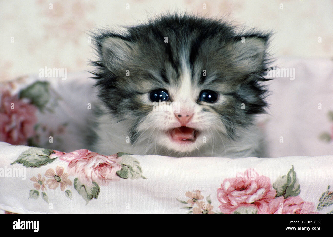 Small kitten meowing Stock Photo - Alamy