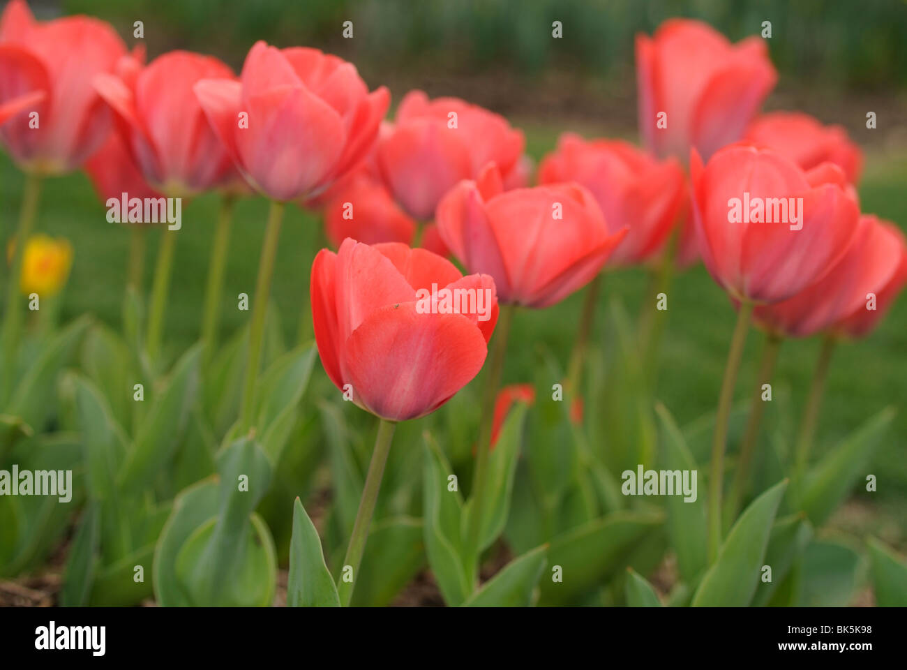 Dallas texas arboretum tulip hi-res stock photography and images - Alamy