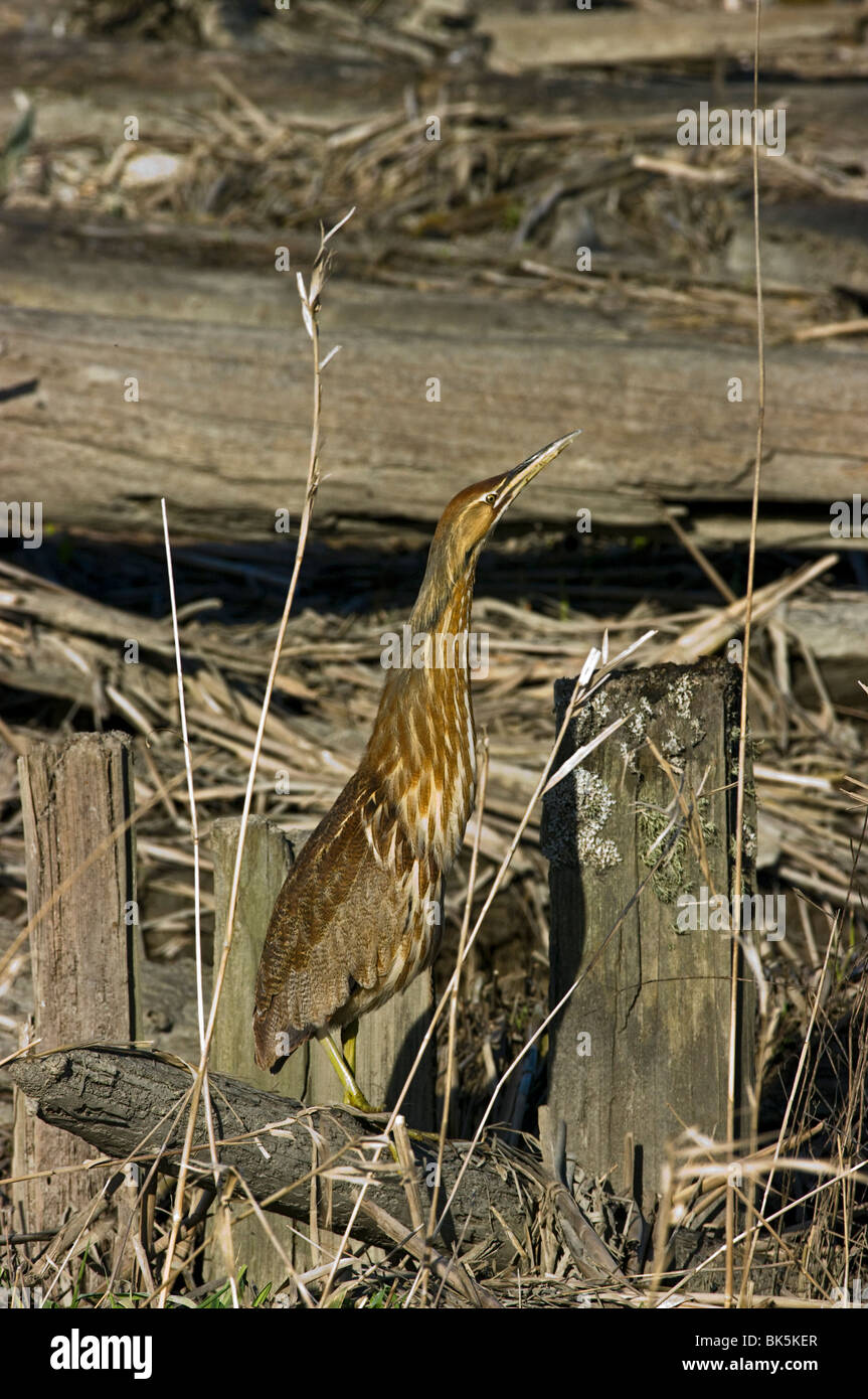 American Bittern, Botaurus lentiginosus Stock Photo - Alamy
