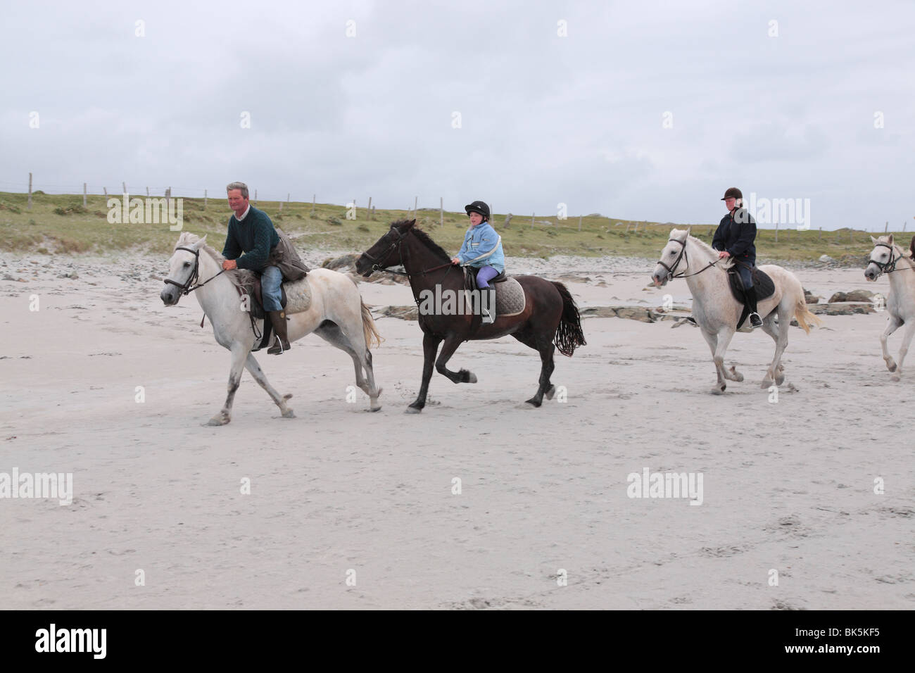 Connemara Ponies High Resolution Stock Photography and Images - Alamy