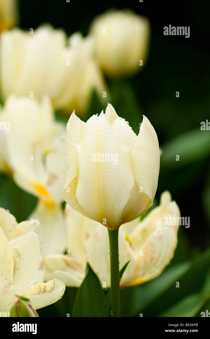 Creamy white tulip hi-res stock photography and images - Alamy