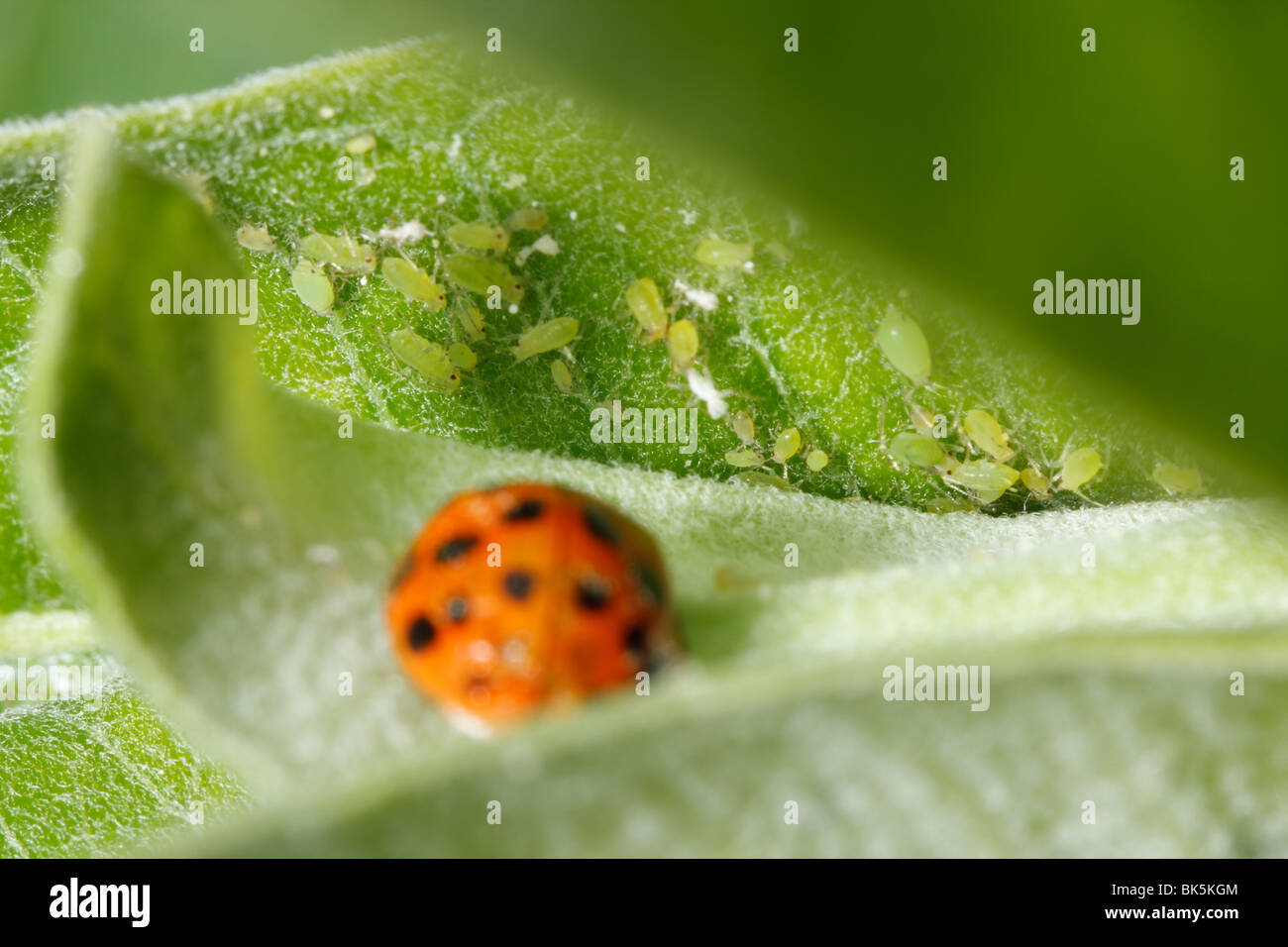Ladybug aphids hi-res stock photography and images - Alamy