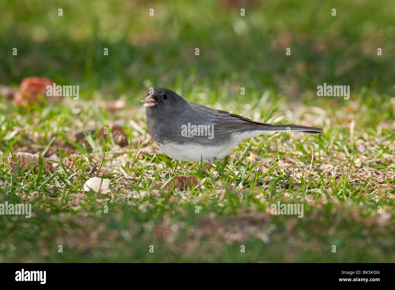 Slate colored Dark-eyed Junco foraging on ground Stock Photo - Alamy