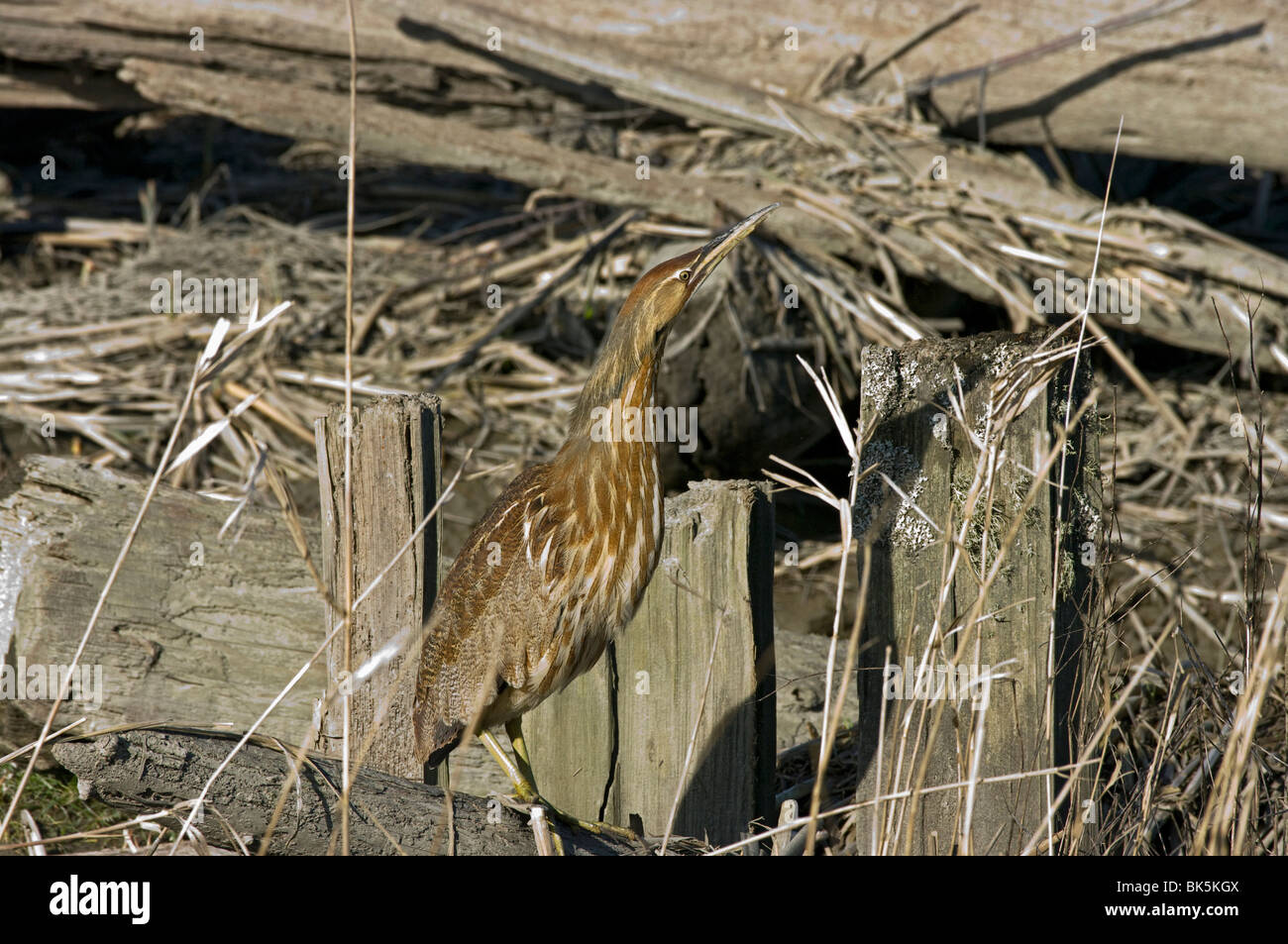 American Bittern, Botaurus lentiginosus Stock Photo - Alamy