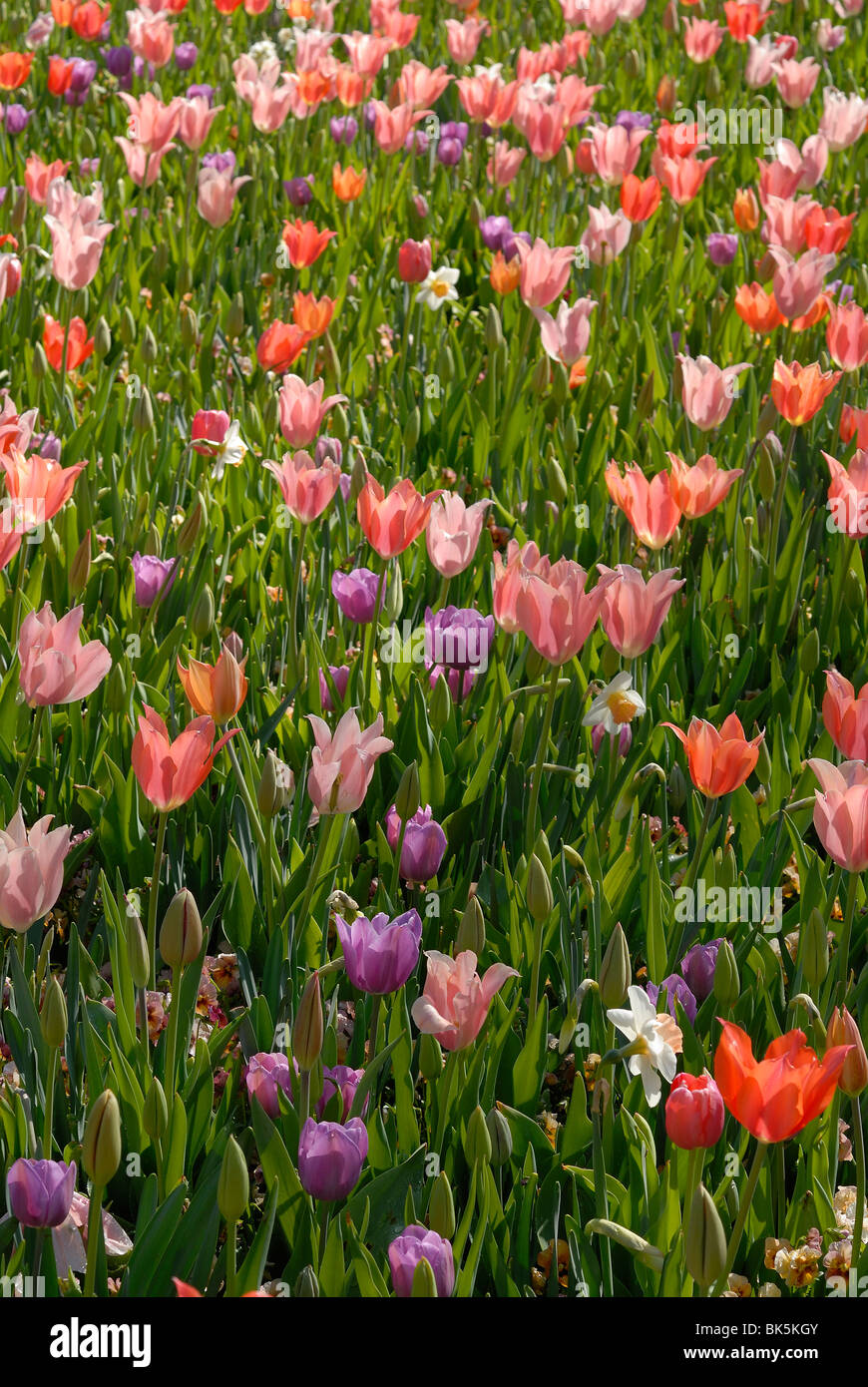 Flower bed of tulips blooming in the Dallas Arboretum Park, Texas Stock ...
