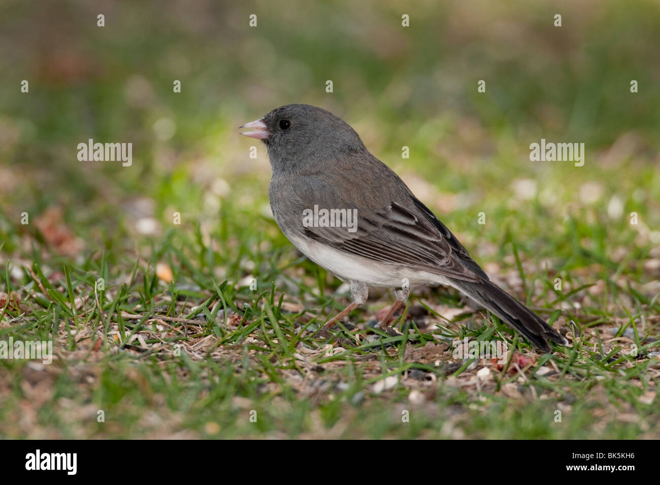 Slate colored Dark-eyed Junco foraging on ground Stock Photo - Alamy