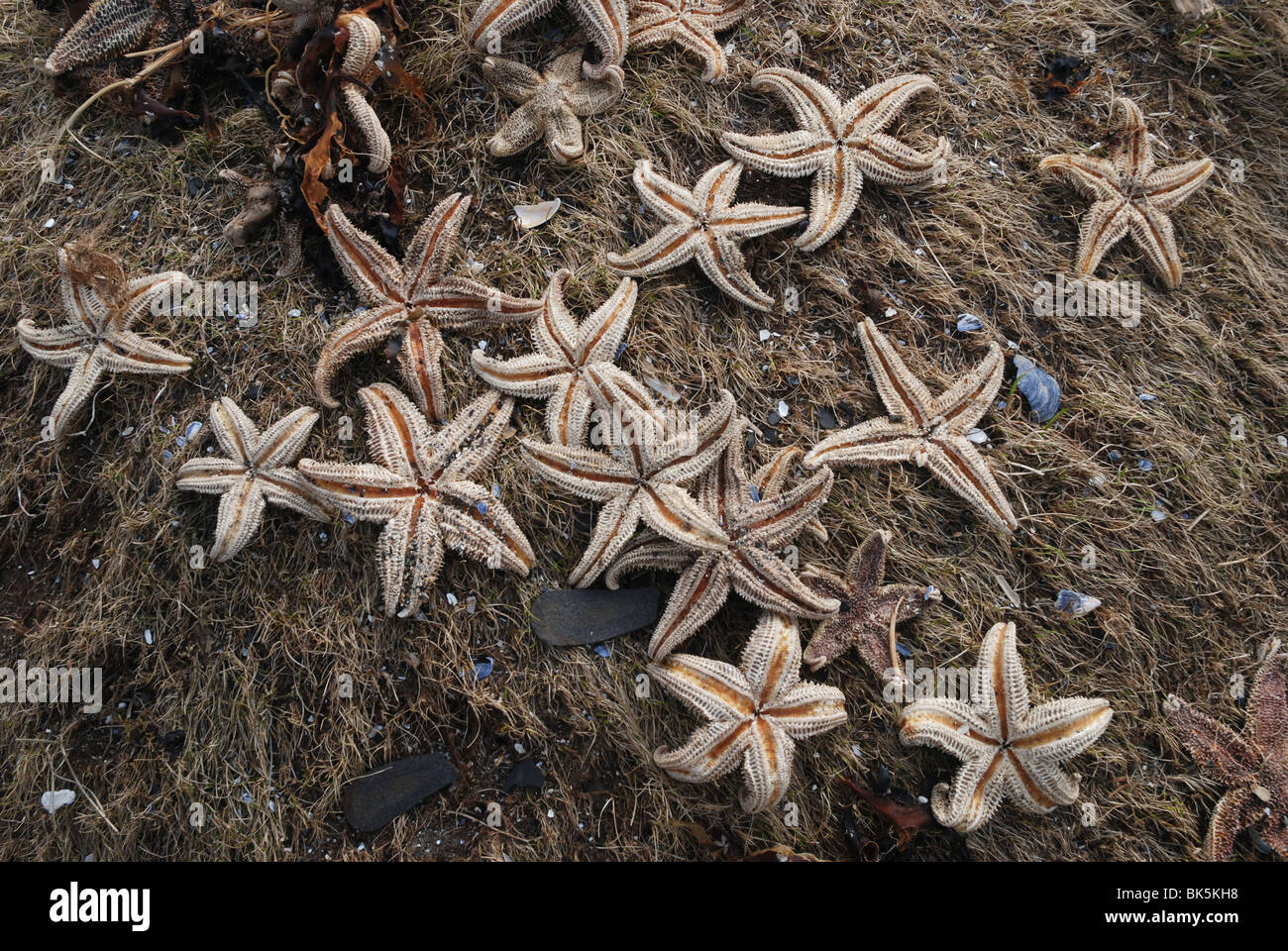 Starfish washed ashore during a storm on the Firth of Forth at ...