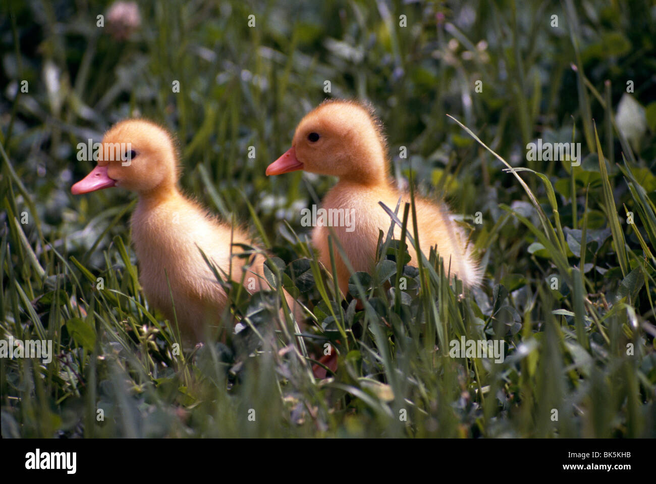 Two ducklings in grass Stock Photo - Alamy