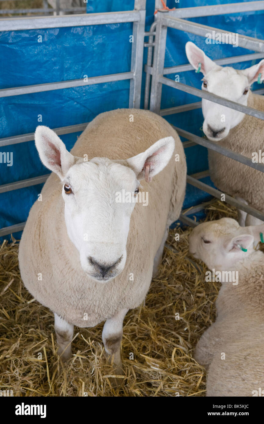 Cheviot breed sheep lamb hi-res stock photography and images - Alamy