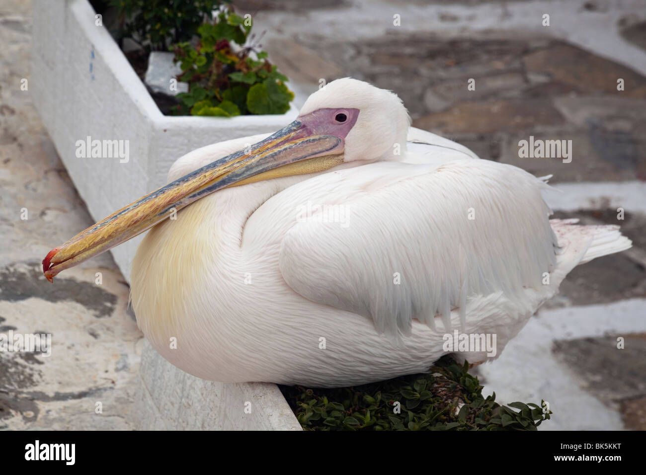 Mykonos greece pelican hi-res stock photography and images - Alamy