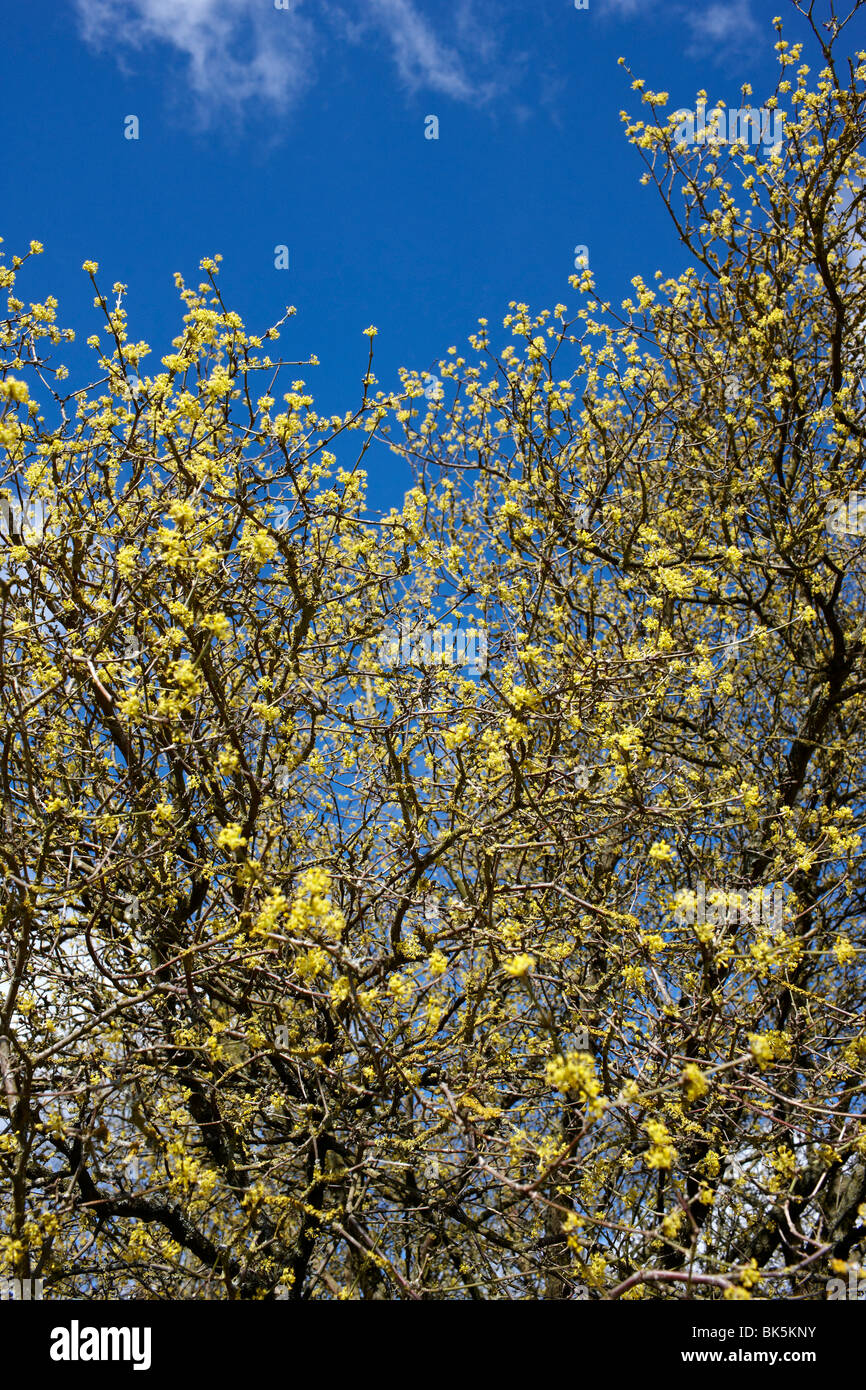 Cornus hi-res stock photography and images - Alamy