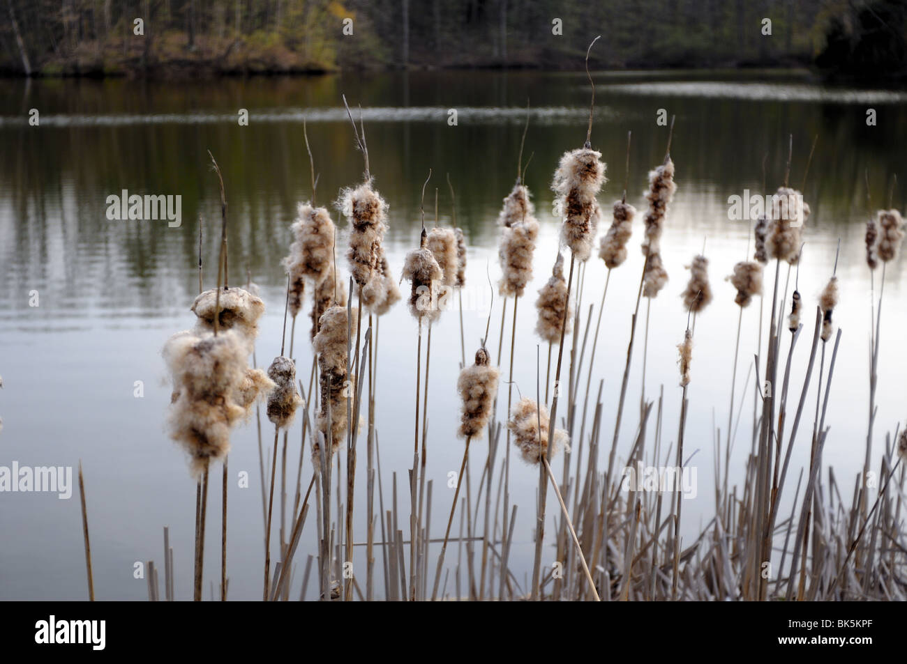 Cotton weed hi-res stock photography and images - Alamy