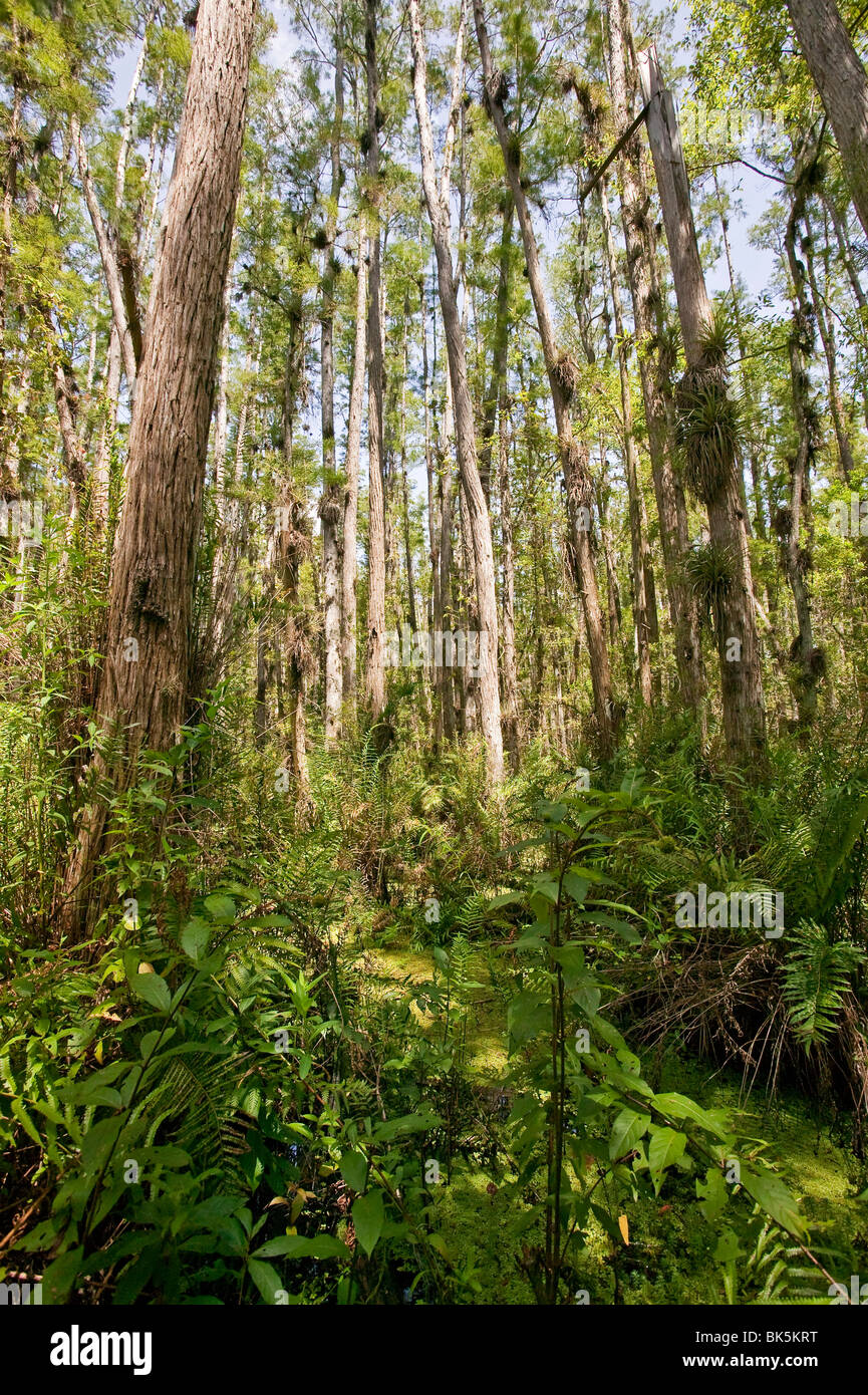 Swamp with trees and water hi-res stock photography and images - Alamy