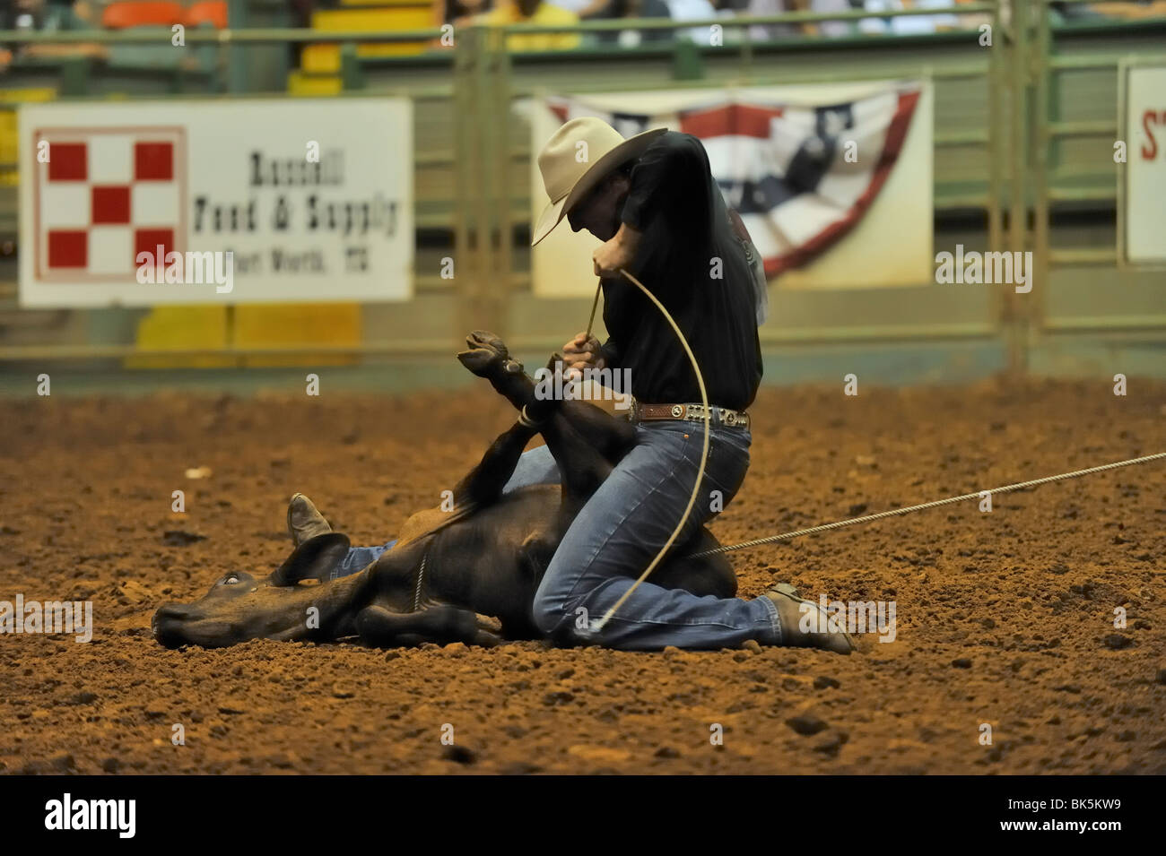 Calf roping hi-res stock photography and images - Alamy