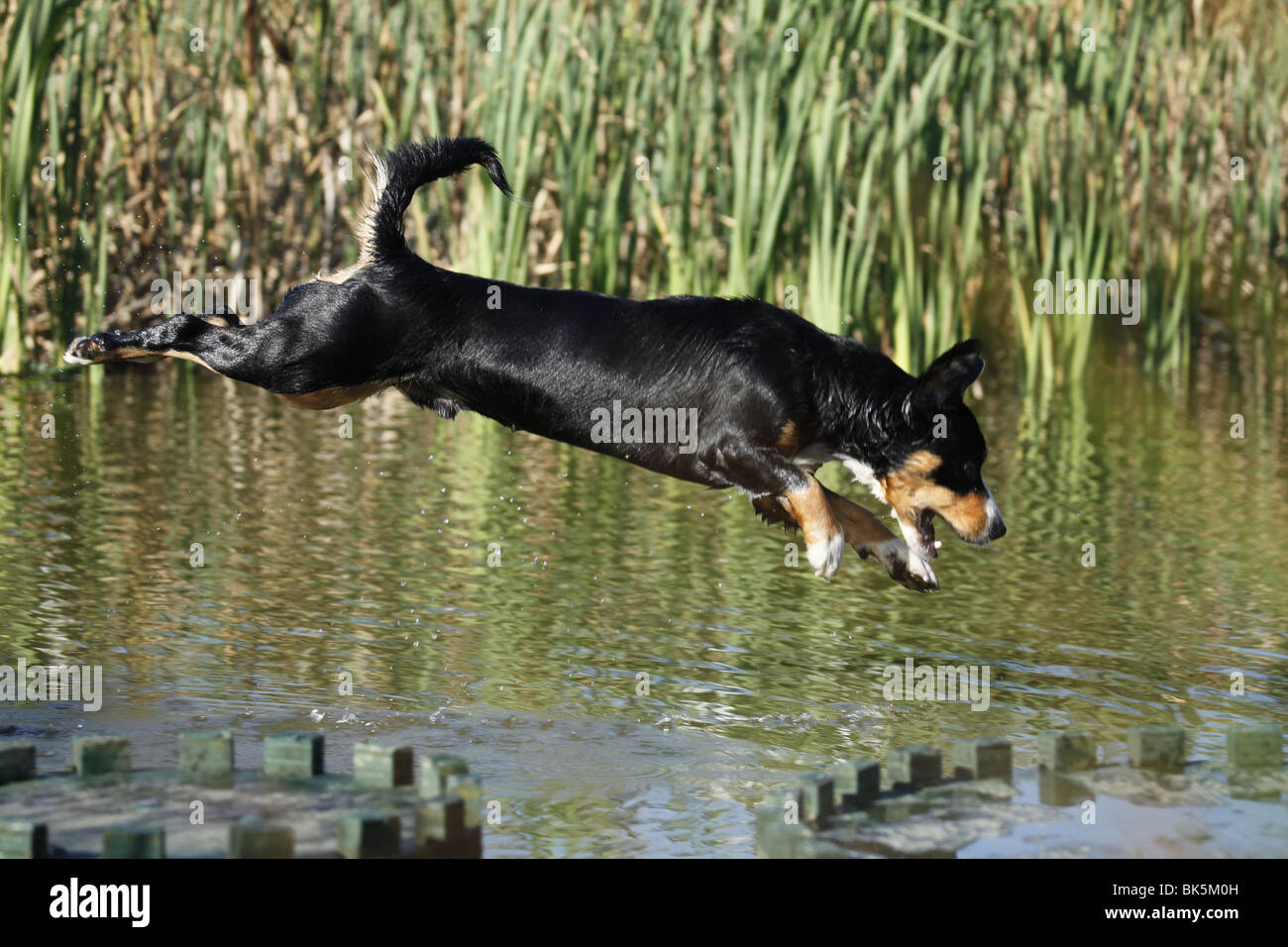 Dog jumping dogs jumping hi-res stock photography and images - Alamy
