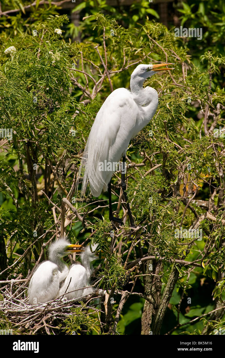 Great Egret at nest with chicks Stock Photo - Alamy