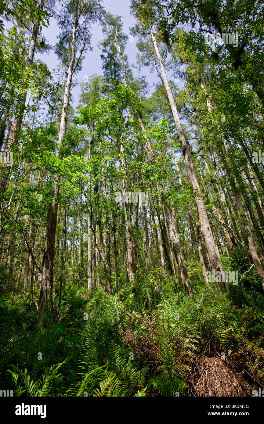 Swampland trees hi-res stock photography and images - Alamy