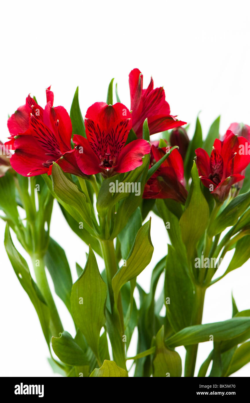 Red Alstroemeria, Peruvian or Lilies of the Incas, in flower against a ...