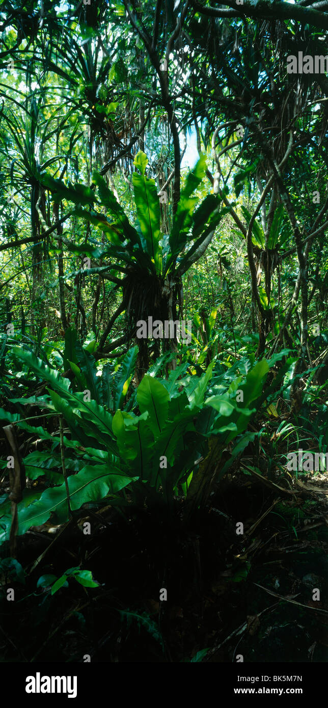 Samoa islands hi-res stock photography and images - Alamy