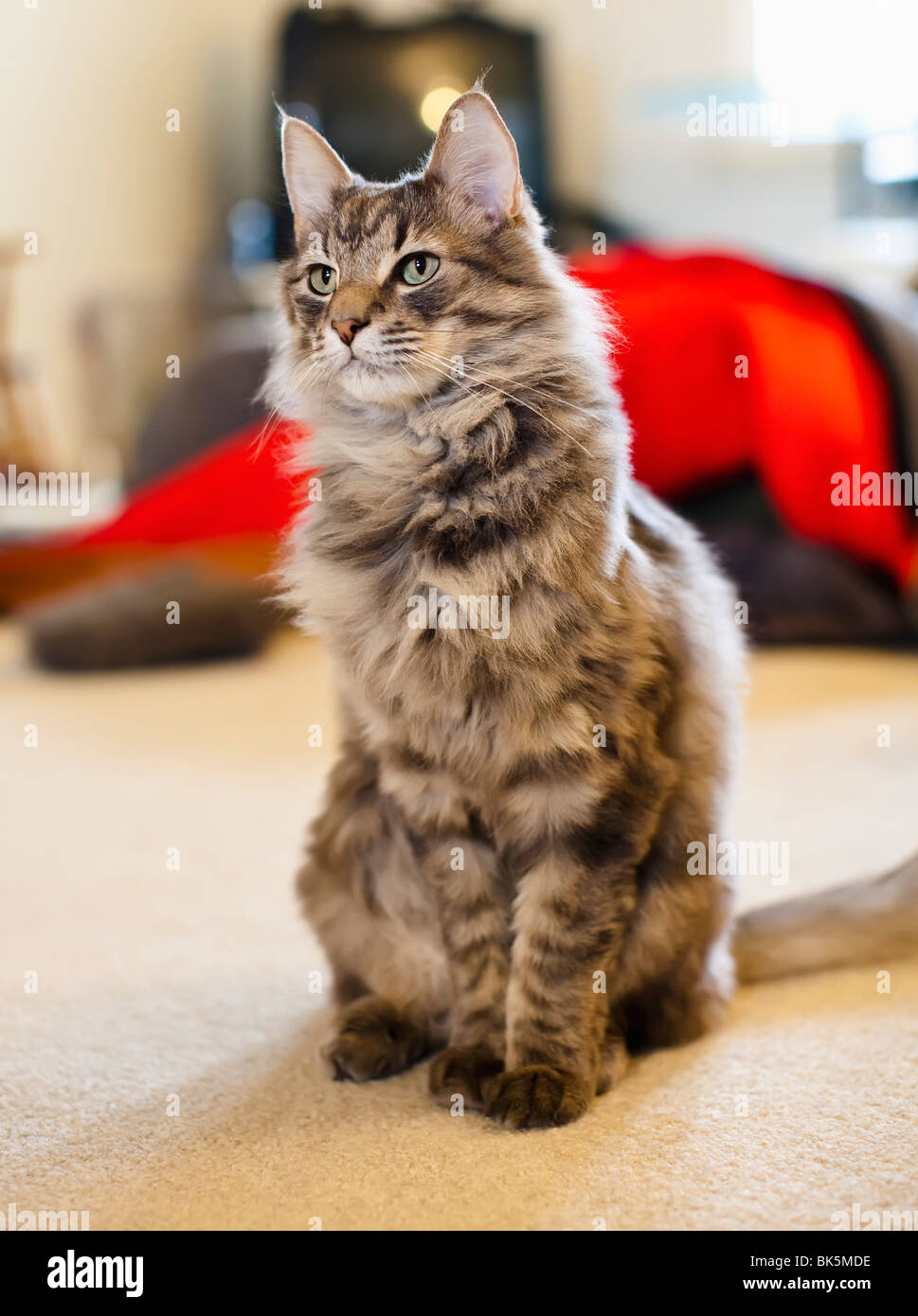 Close-up of a cat sitting Stock Photo - Alamy