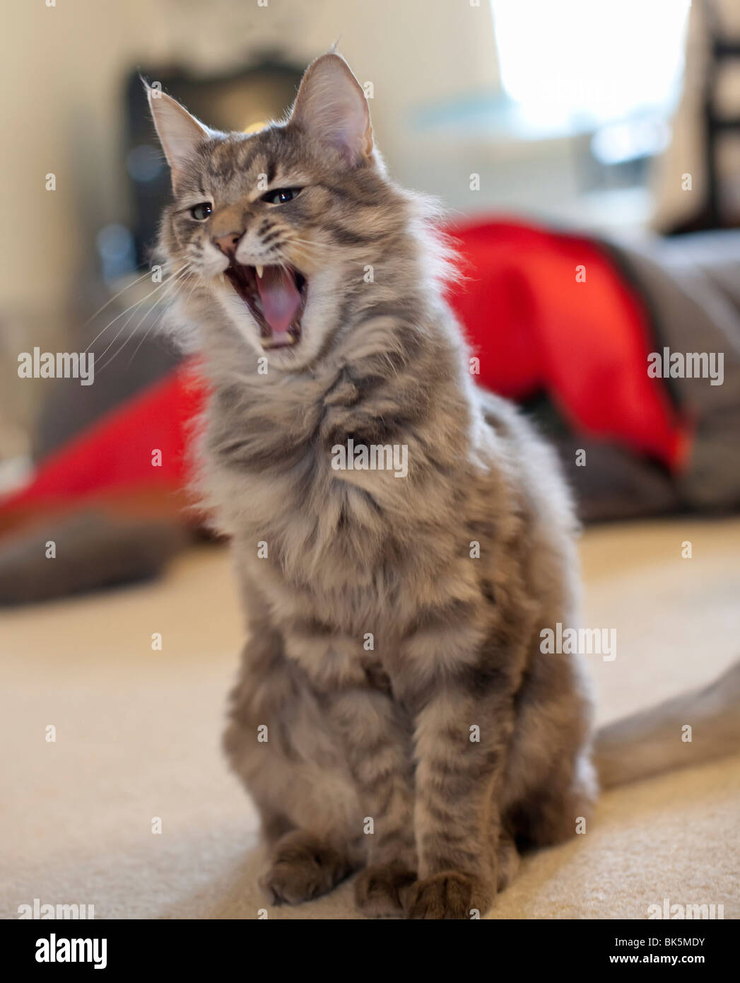 Cat yawning hi-res stock photography and images - Alamy