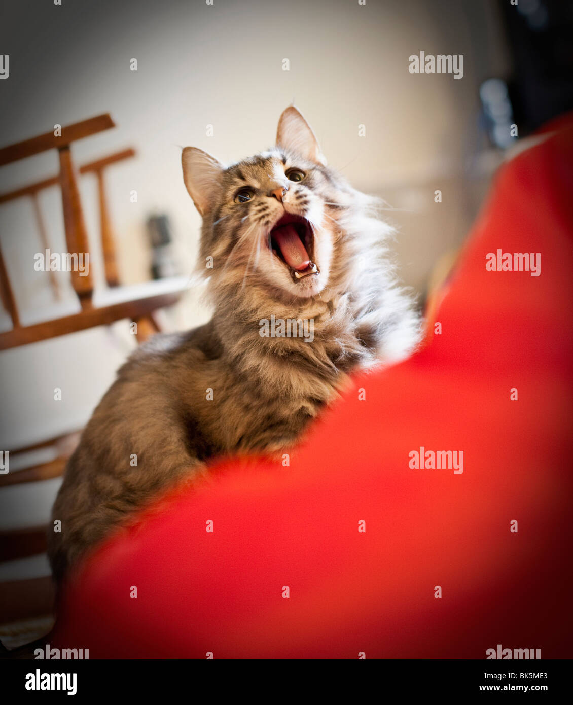 Cat yawning hi-res stock photography and images - Alamy