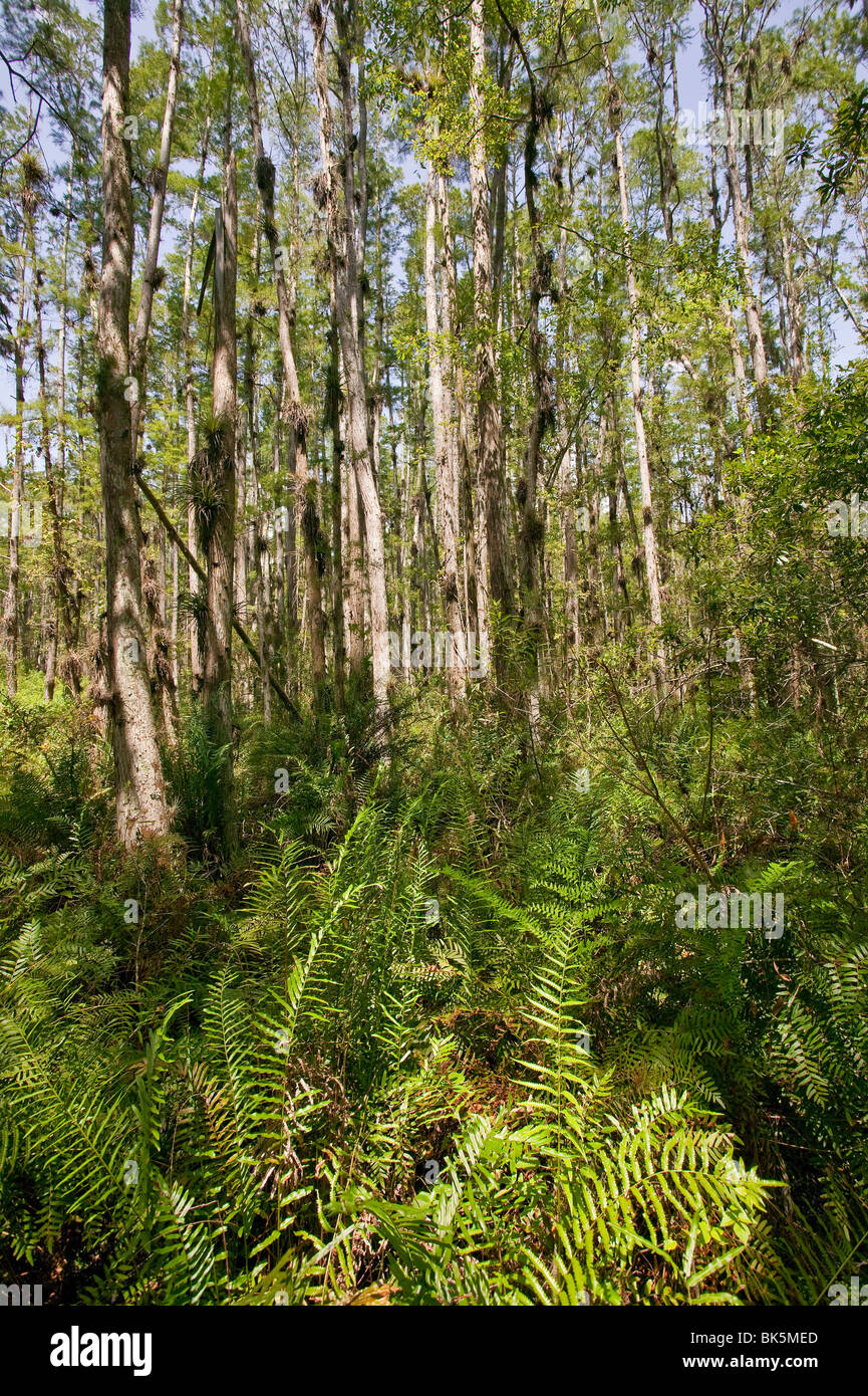 Swampland trees hi-res stock photography and images - Alamy