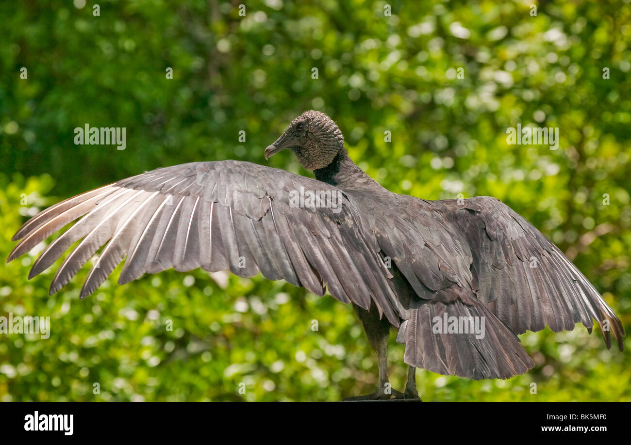 black vulture spreading wings to cool down Stock Photo - Alamy