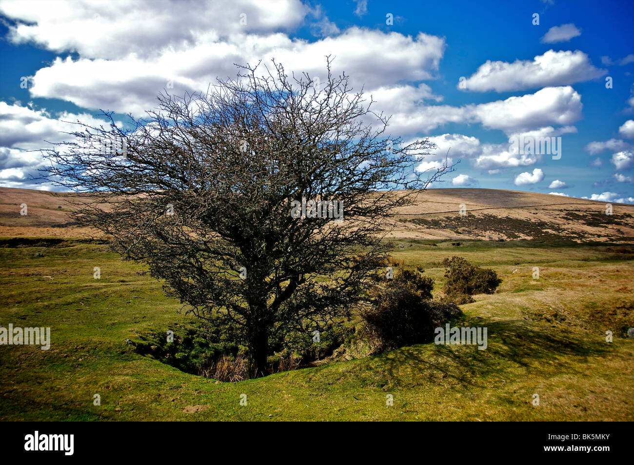 Wind swept tree on Dartmoor, Devon, England Stock Photo - Alamy